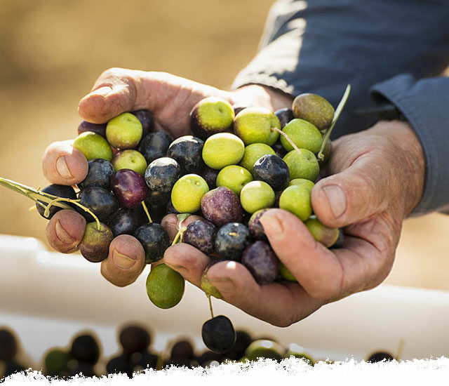 Olive Oil Extraction Process - Bertolli